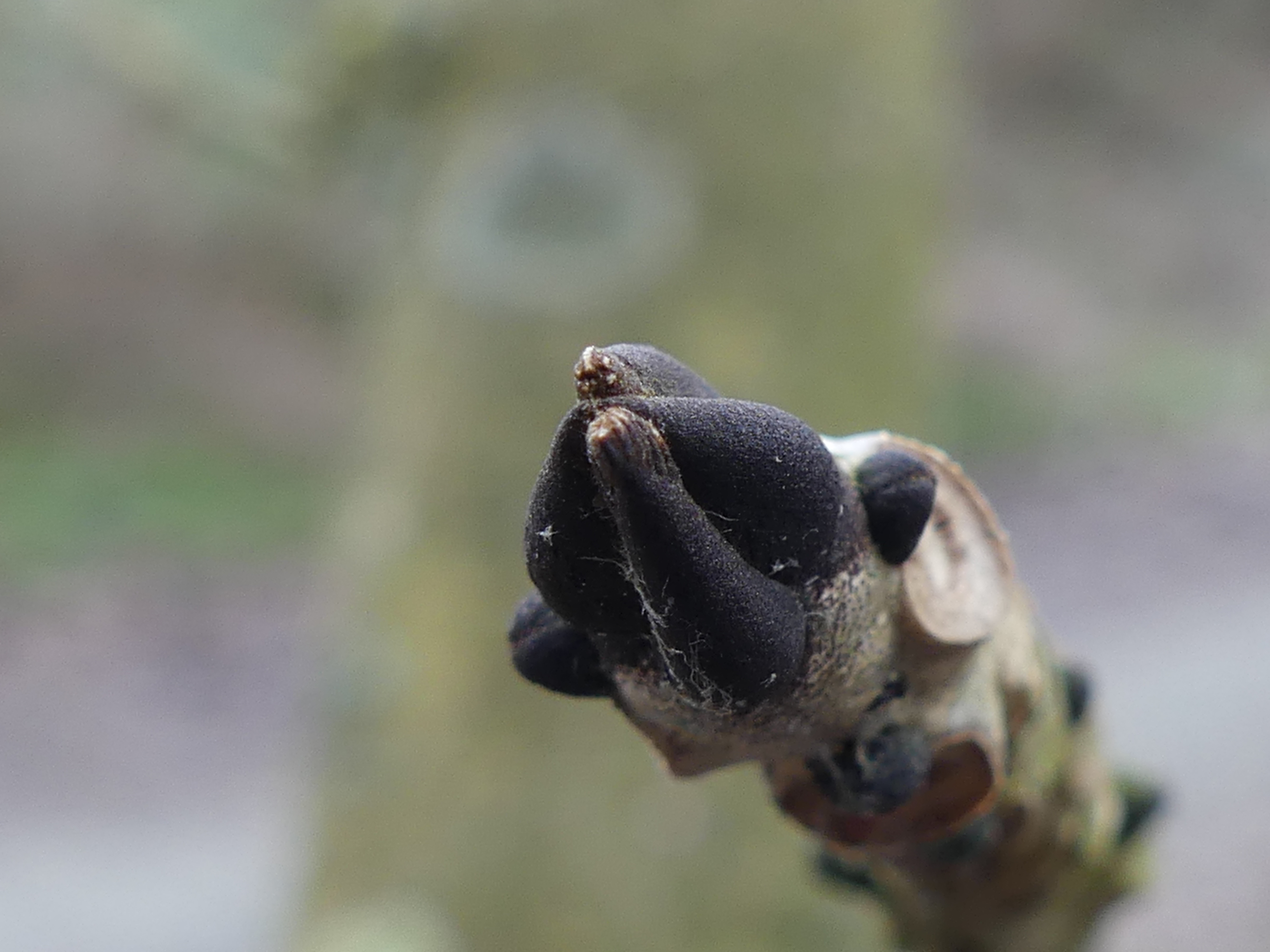 Today I Am Angry | southdownswayandbeyond